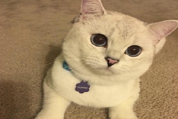 7 Cute Cat Instagram Accounts You Should Follow ASAP